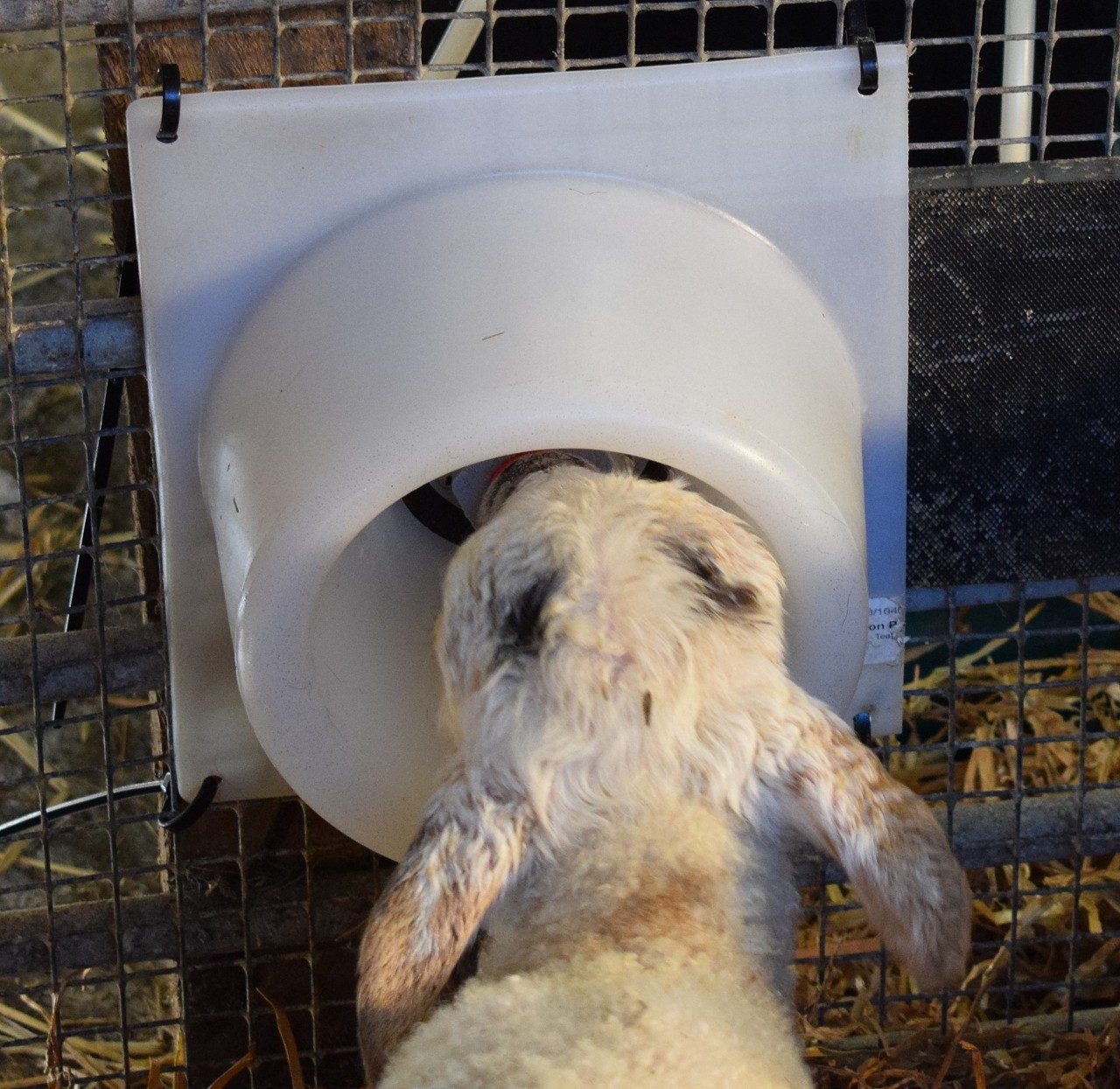 Pyon Heatwave Teatguard - Colostrum & Feeding Equipment