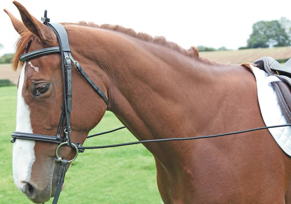 Shires Elastic Training Aid - Bridle Wear