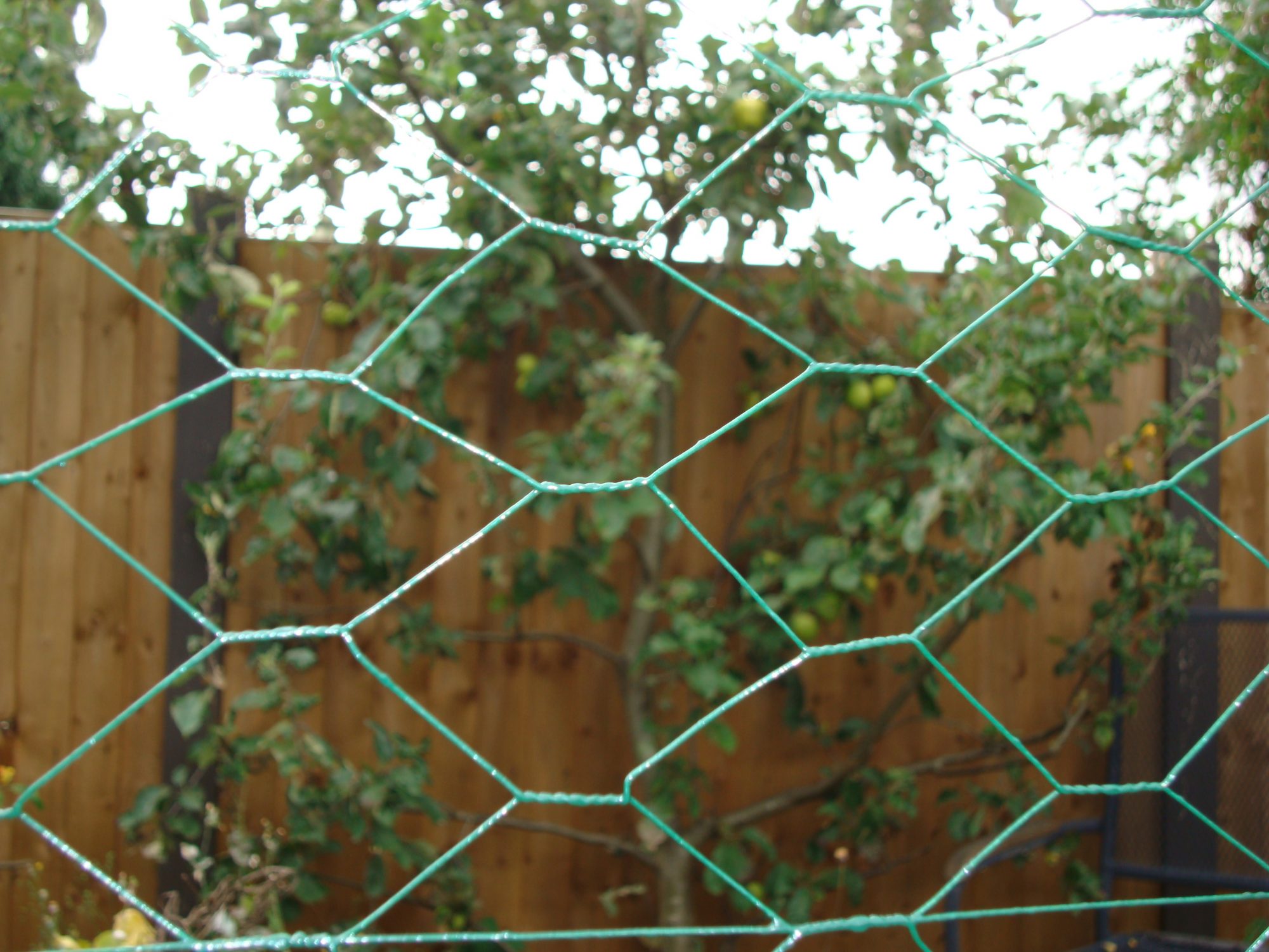 Apollo PVC Coated Wire Netting 0.5m x 10m x 50mm - Wire & Netting