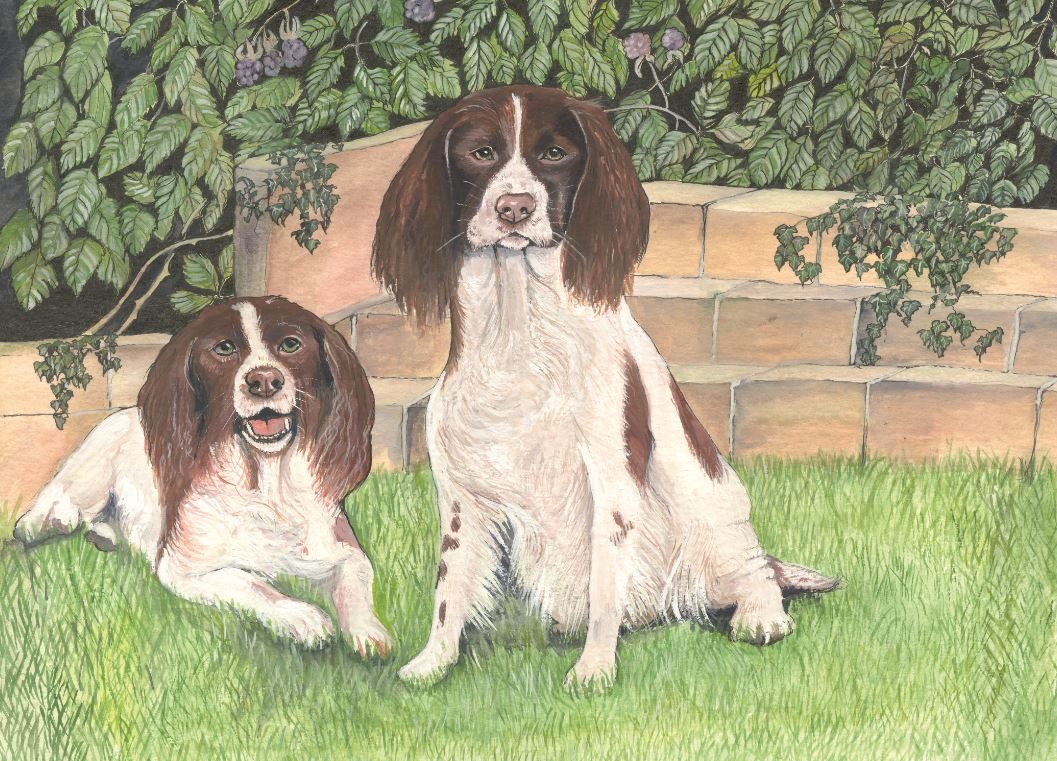 Springer Spaniels Greetings Card - Animals