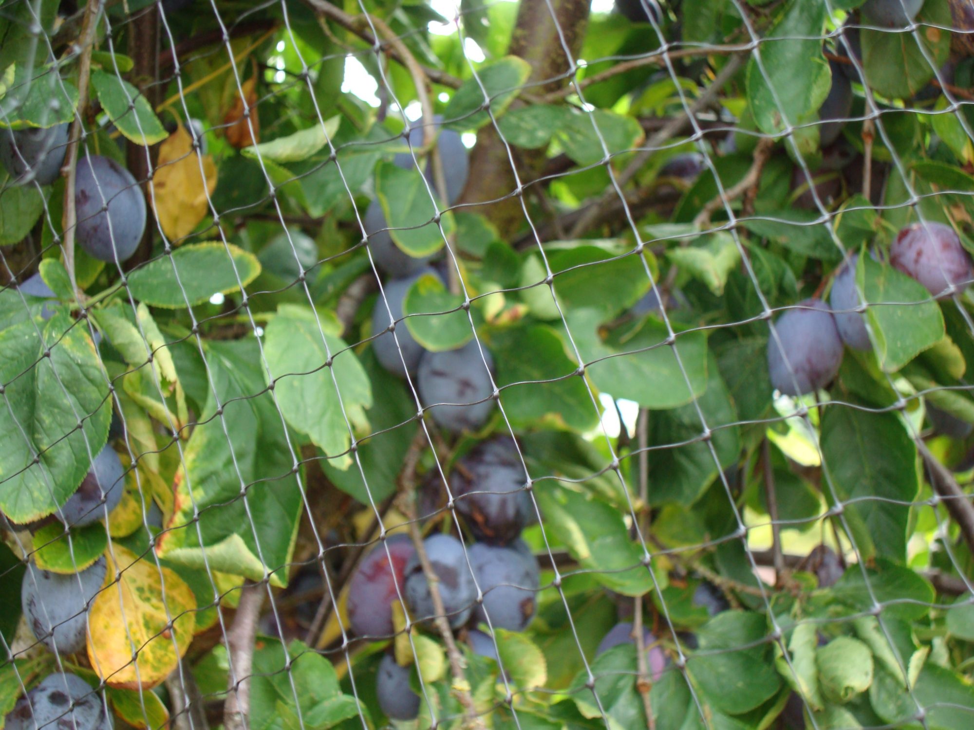 Apollo Fruit Cage Netting 16m x 2m - Wire & Netting