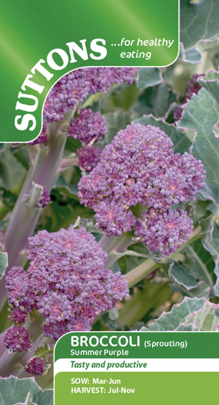 SUTTONS Broccoli Sprouting Summer Purple Seeds - Leafy Greens