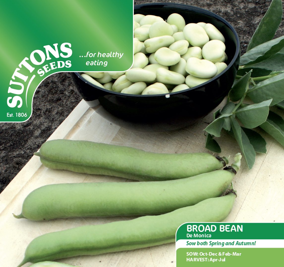 SUTTONS Broad Bean De Monica Seeds - Beans & Peas
