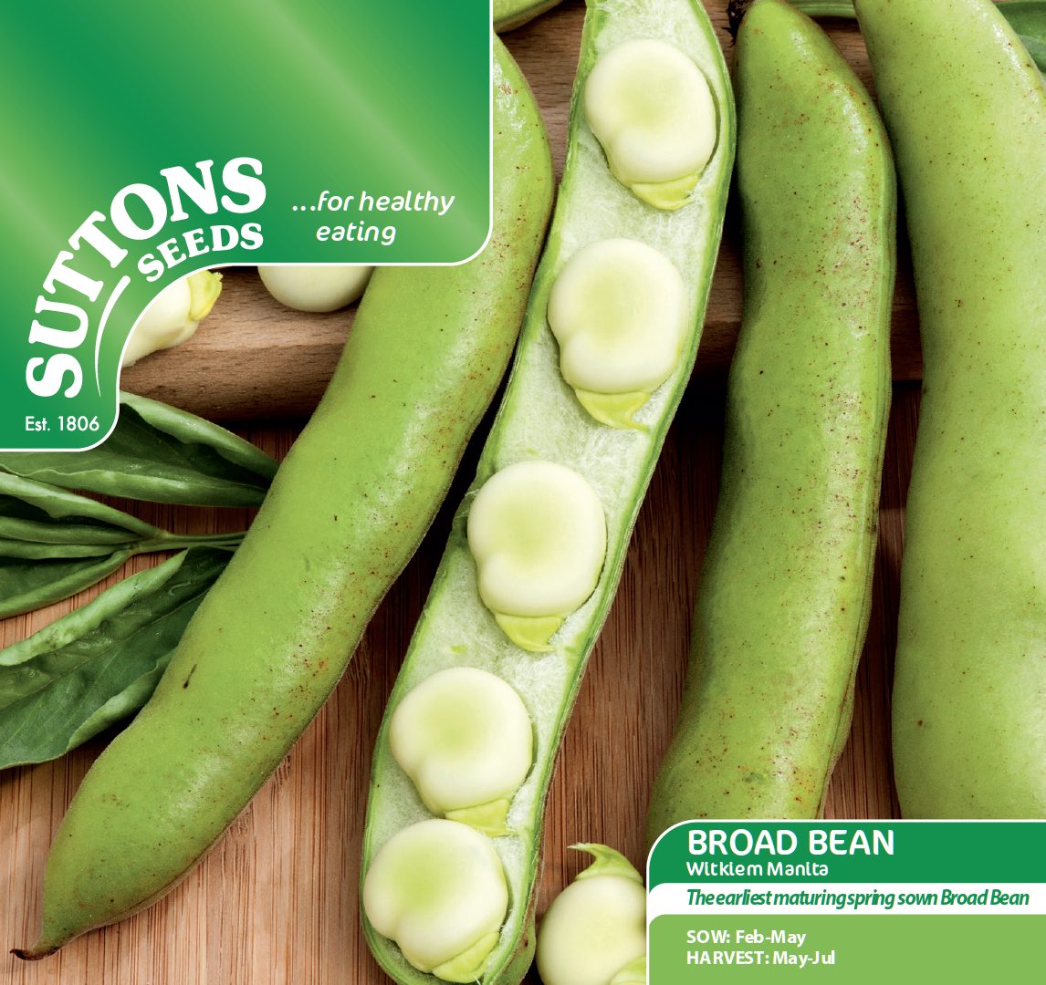 SUTTONS Broad Bean Witkiem Manita Seeds - Beans & Peas