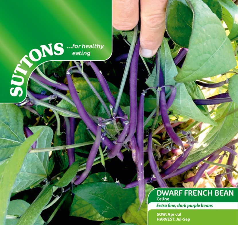 SUTTONS Dwarf French Bean Celine Seeds - Beans & Peas