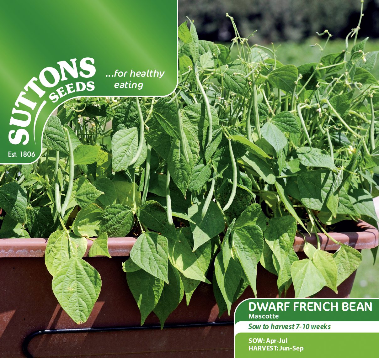 SUTTONS Dwarf French Bean Mascotte Seeds - Beans & Peas