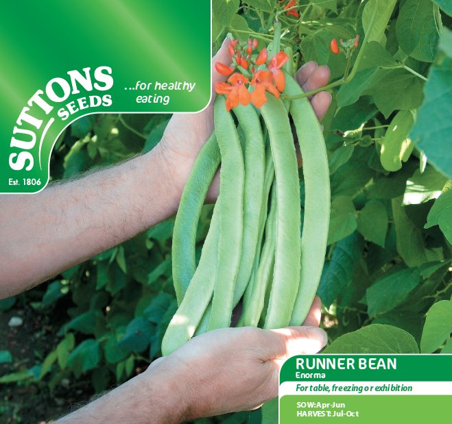 SUTTONS Runner Bean Enorma Seeds - Beans & Peas