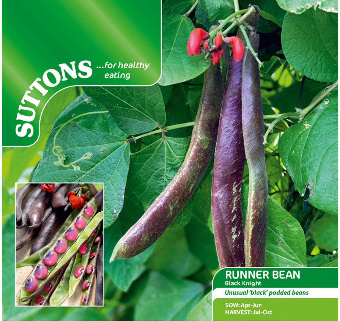 SUTTONS Runner Bean Black Knight Seeds - Beans & Peas