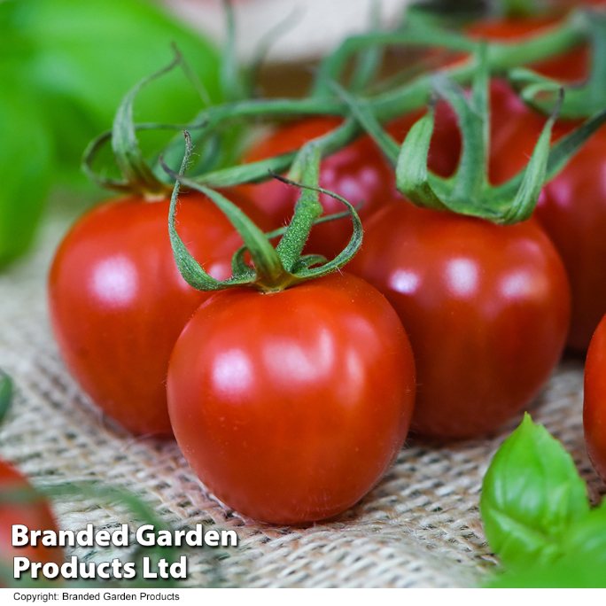 SUTTONS Suttons Tomato Rubylicious F1 Seeds - Salad