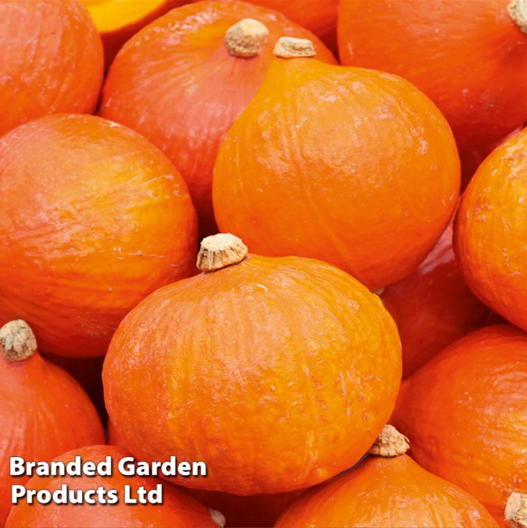 SUTTONS Squash Uchiki Kuri Seeds - Squash