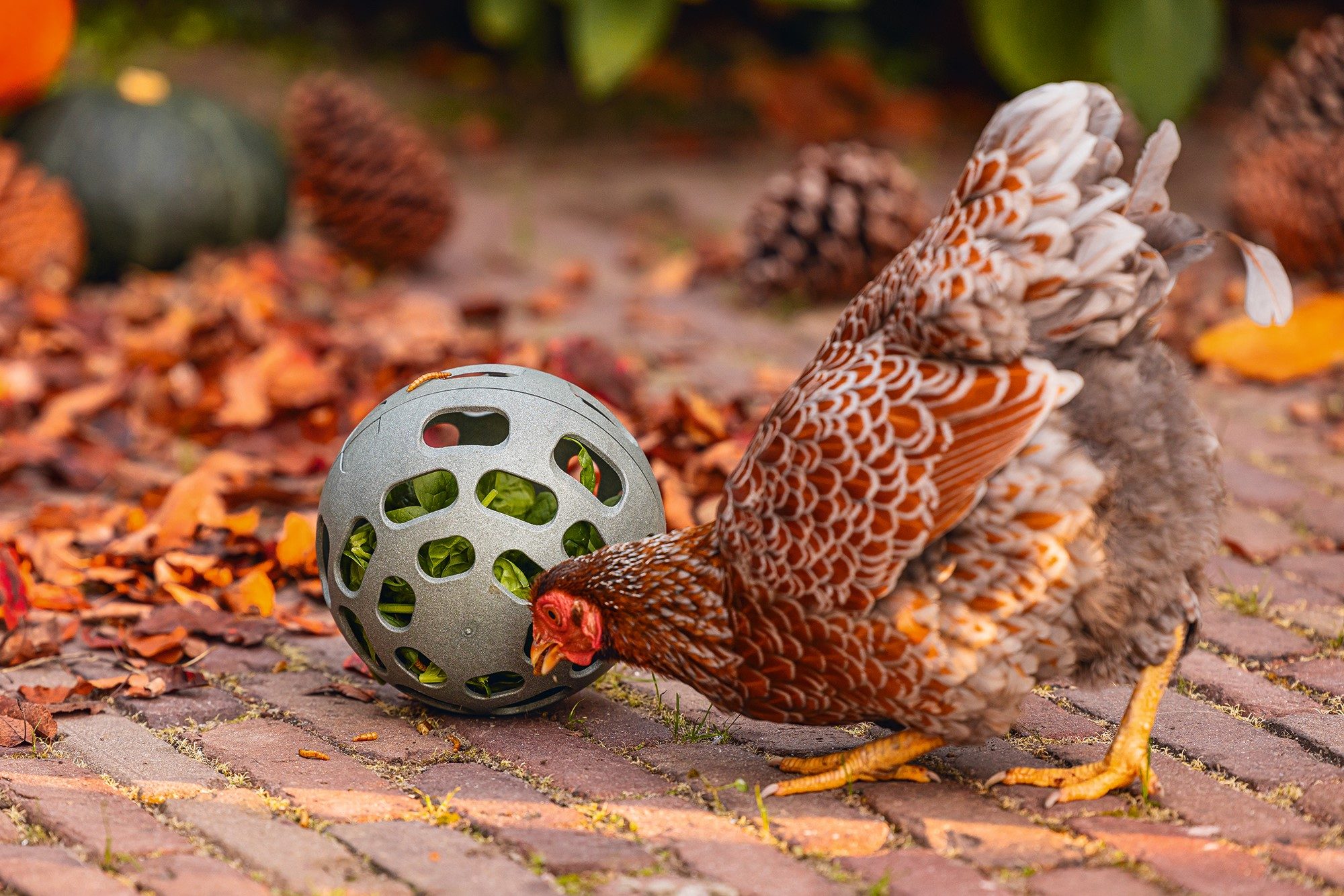 Beeztees Poultry Snackball Grey - Poultry Feeders & Drinkers