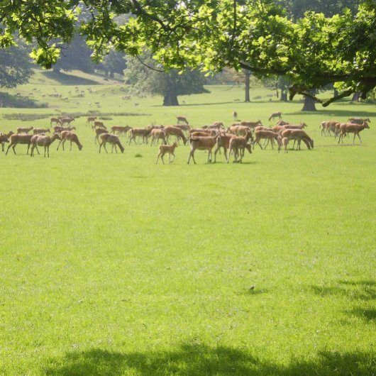 Oliver Seeds Landmark Permanent 20kg - Grass Seed