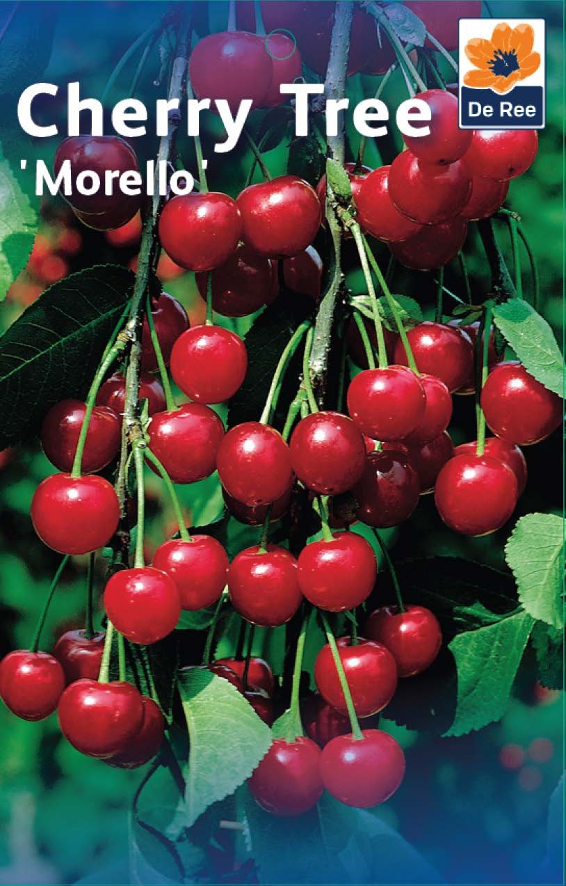 De Ree Morello Cherry Tree - Trees & Shrubs
