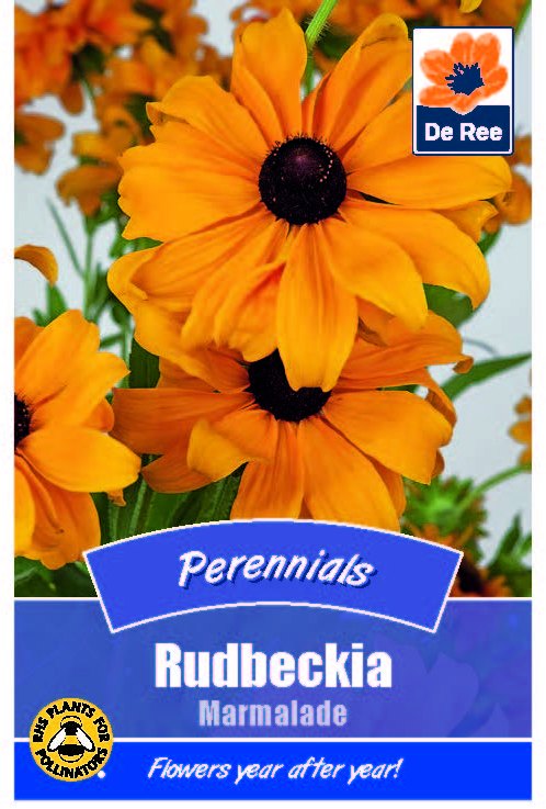 De Ree Rudbeckia Marmalade Seed - Spring/Summer Flowers