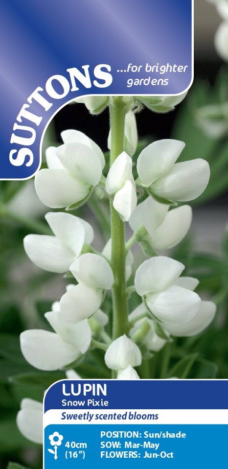 SUTTONS Suttons Lupin Snow Pixie Seeds - Spring/Summer Flowers