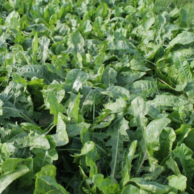 Perennial Choice Chicory 5kg - Chicory Seed