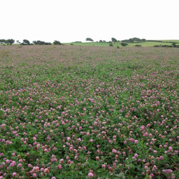 Oliver Seeds Red Clover Seed 5kg - Clover Seed