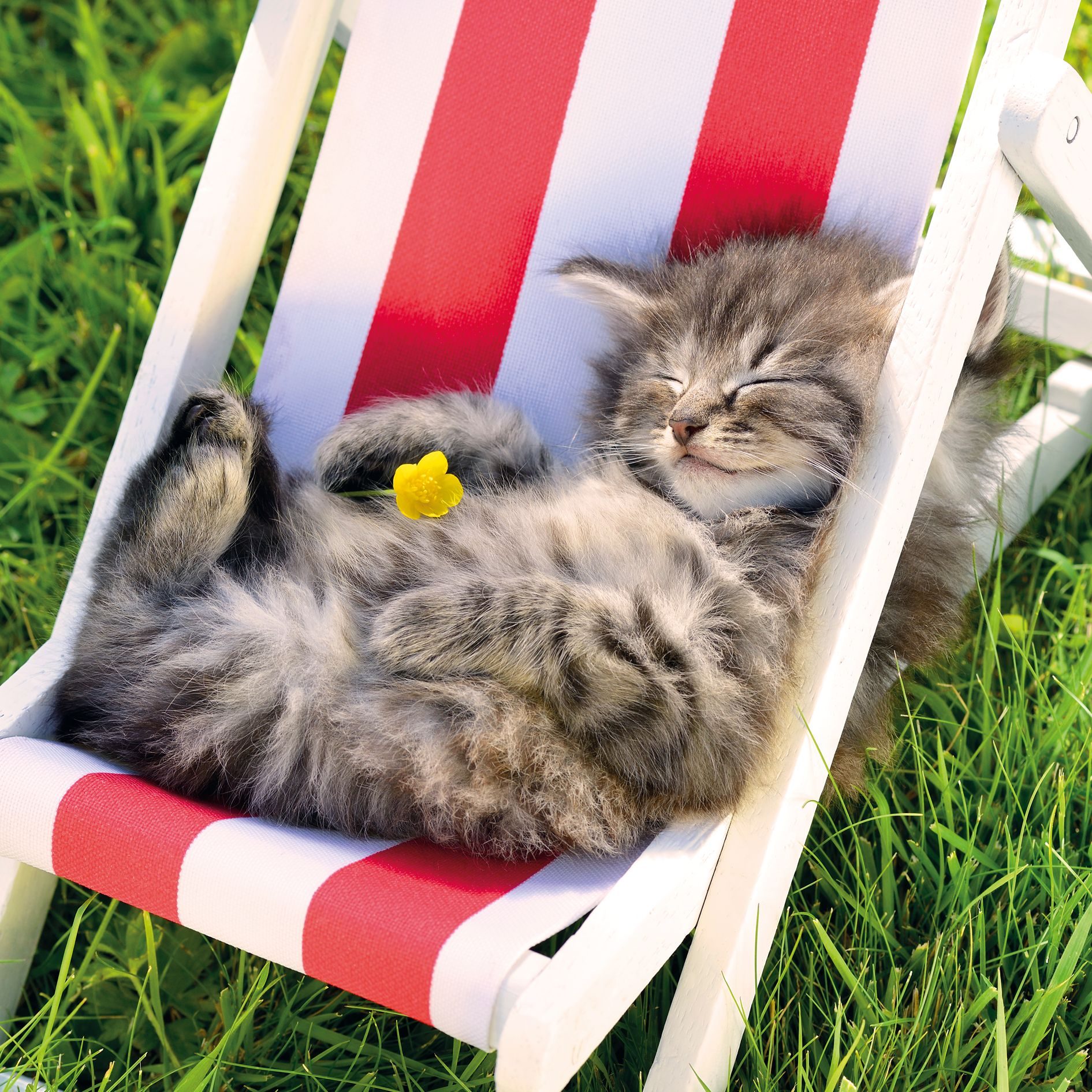 Cube Cat Nap Card - Animals - Mole Avon