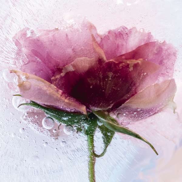 Frozen Rose Card - Floral