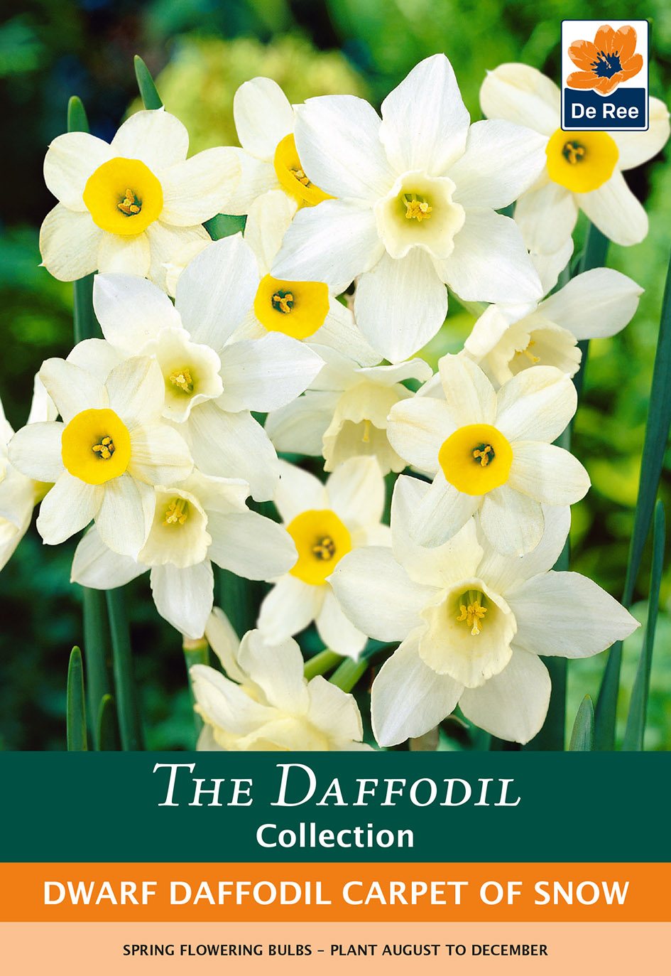 De Ree Dwarf Daffodil Carpet Of Snow Bulb - Autumn/Winter Flowers