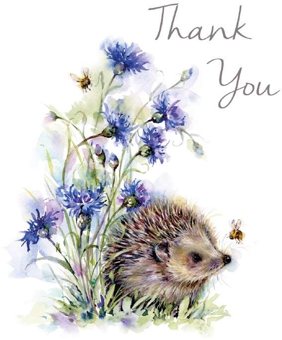 Hedgehog Thank You Card - Cards