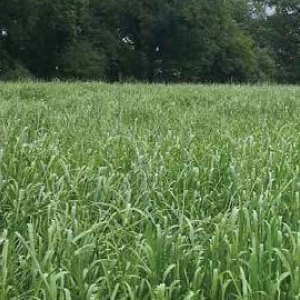 Oliver Seeds Gromax Cutmax Sprinter Grass Seed 20kg - Grass Seed