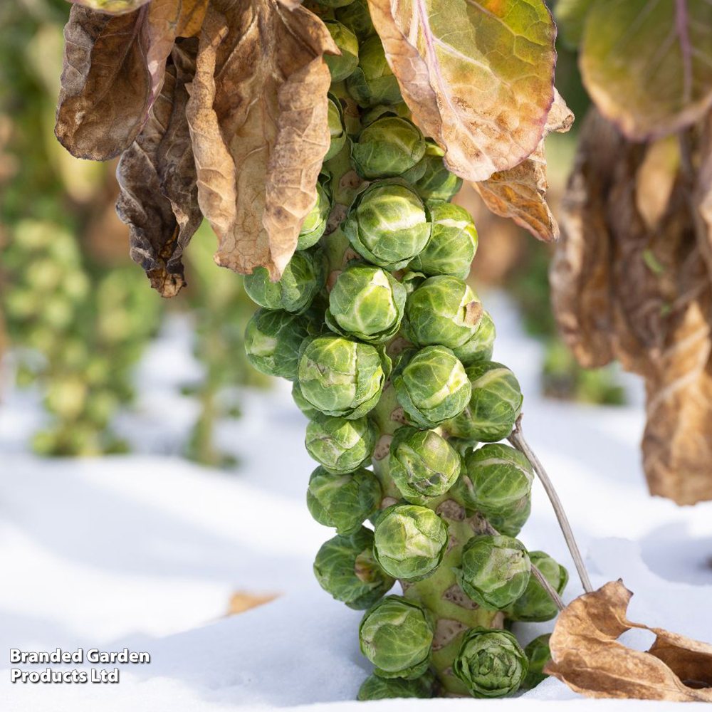 SUTTONS Suttons Brussel Sprout Long Ireland Seeds - Seeds & Bulbs