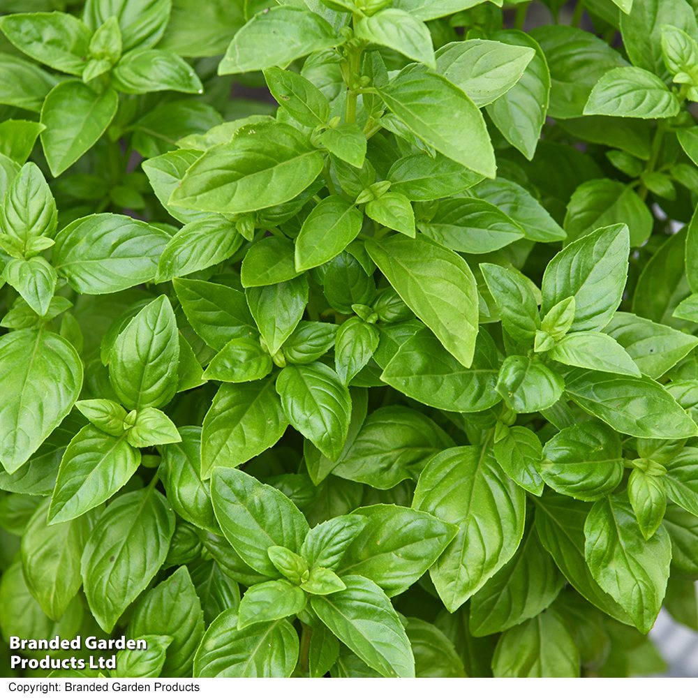 SUTTONS Suttons Basil Everleaf Emerald Towers Seeds - Seeds & Bulbs