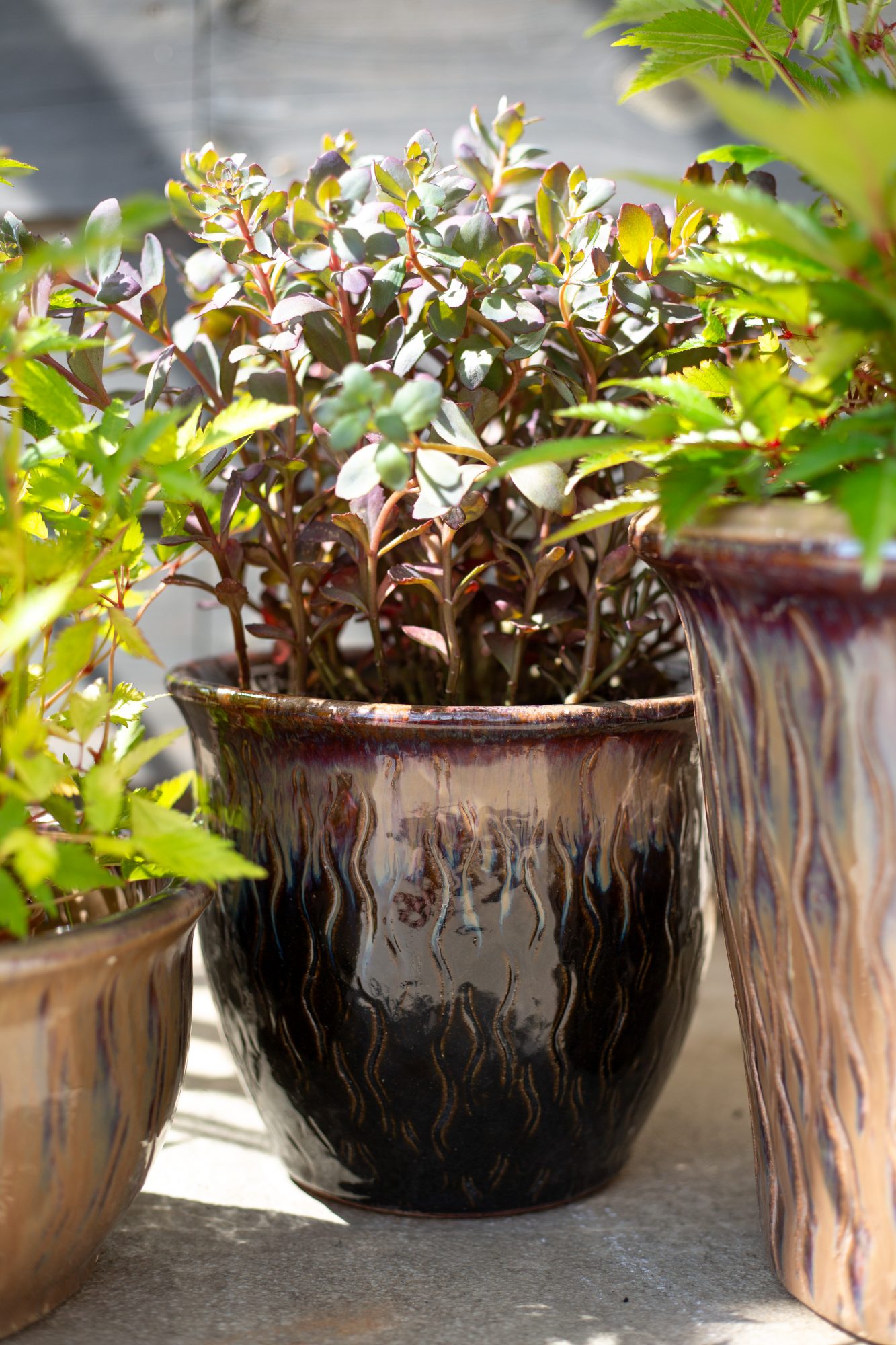 Apta Obsidian Bell Plant Pot - Gardening
