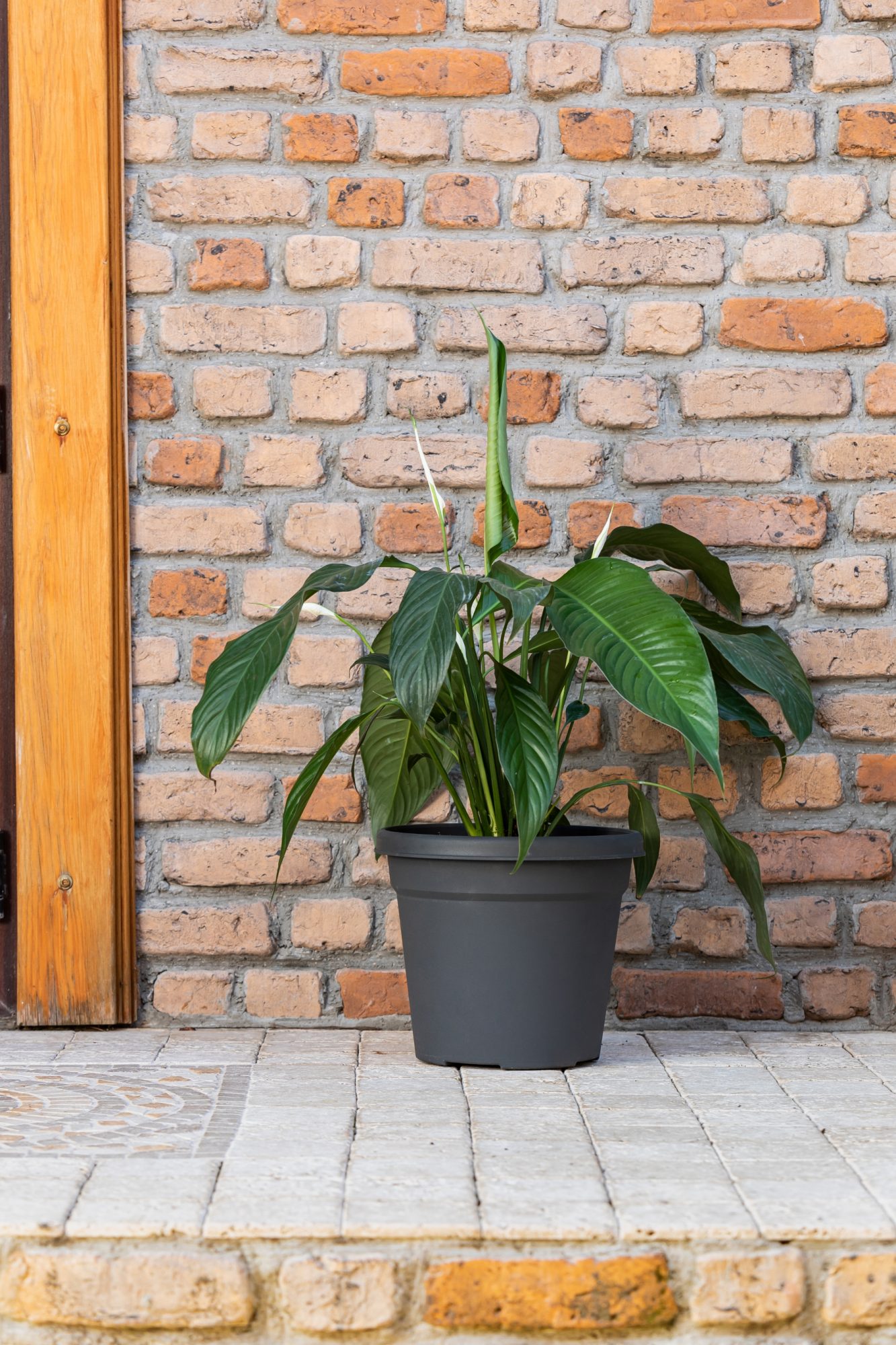 STEWART Stewart Oasis Flower Pot - Outdoor Pots