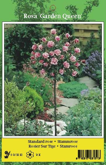 De Ree Rose Tree Garden Queen Pink - Trees & Shrubs