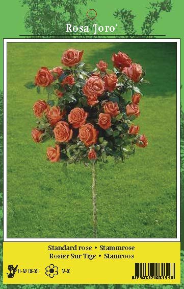 De Ree Rose Tree Joro Orange - Trees & Shrubs