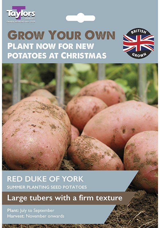Taylors Bulbs Taylor's Bulbs Duke Of York Seed Potatoes 10 Pack - Root ...