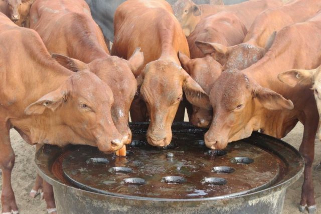 Molasses - Cattle Supplement