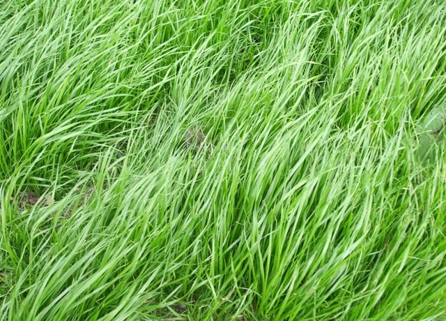 Westerwold Grass Seed 25kg - Grass Seed