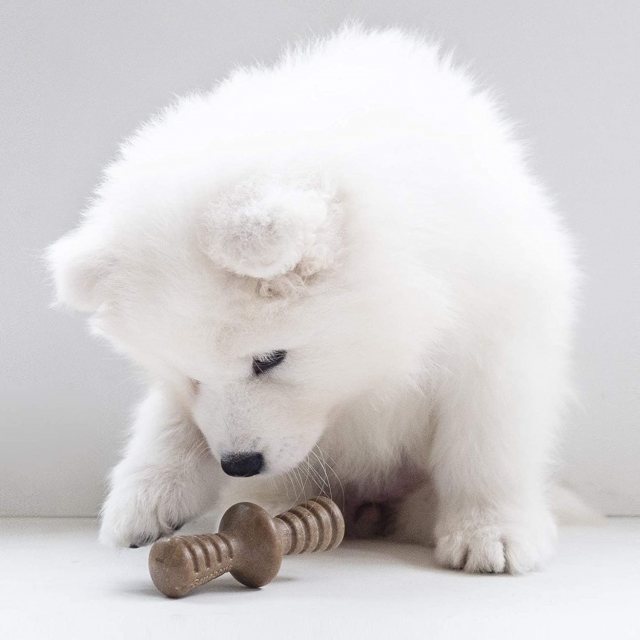 Are Bones Easily Digested By A Japanese Spitz